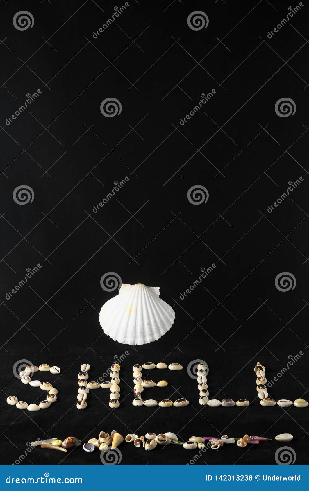 Sea Shell stock photo. Image of inside, seafood, natural - 142013238