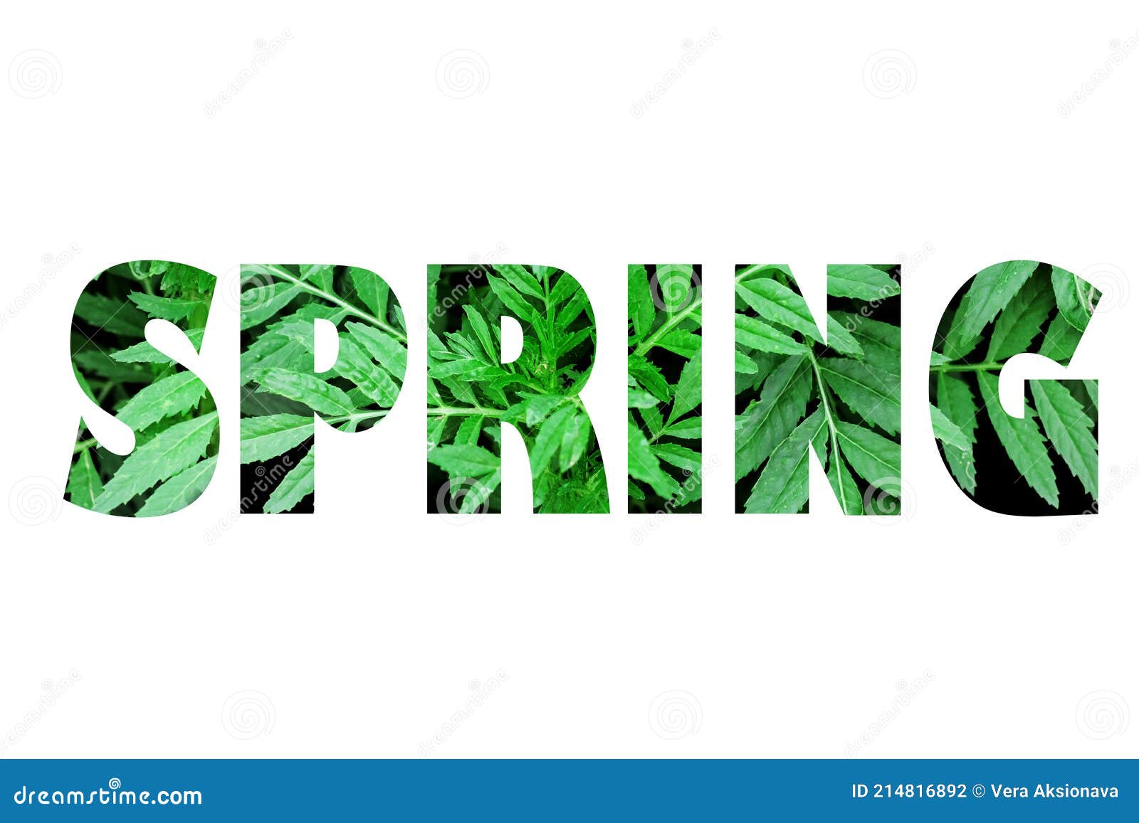 Word Spring Made of Green Leaves Isolated on White Stock Photo - Image ...