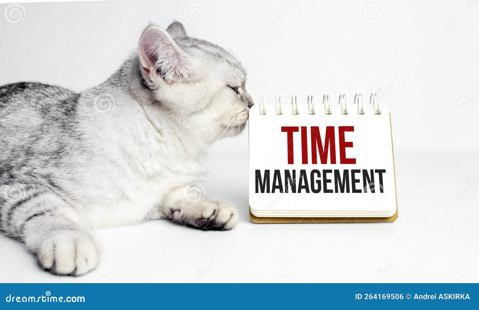 Word Time Management and Grey Cat with White Notebook Stock Photo ...