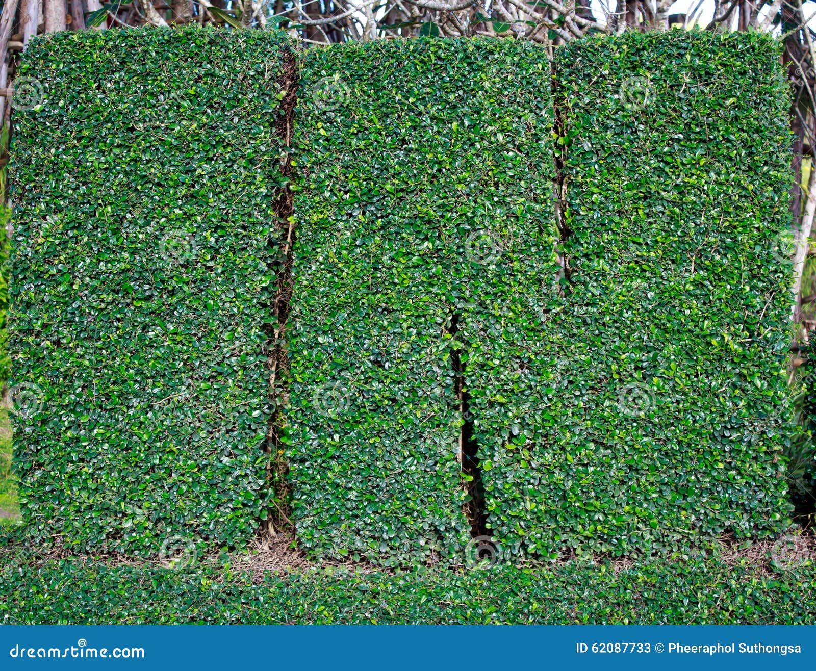 Ehretia Microphylla, Synonym Carmona Retusa, Also Known As The Fukien ...