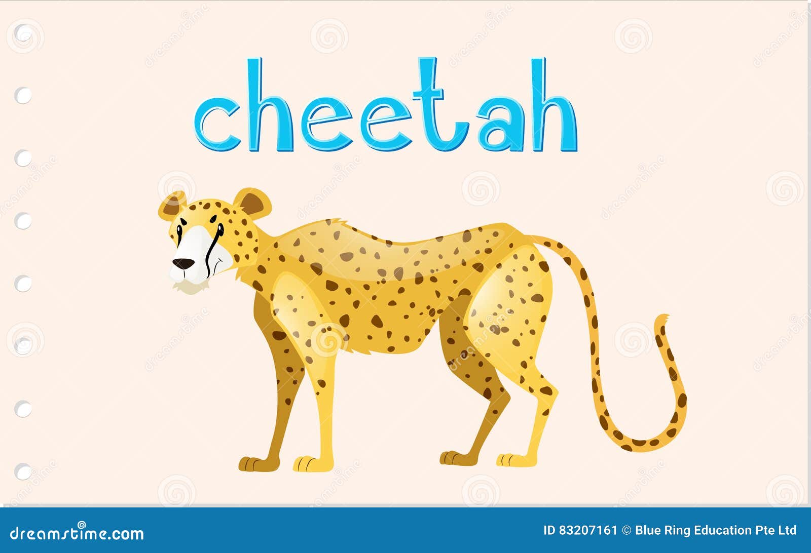 Wordcard Animal Com Chita Selvagem Ilustração do Vetor - Ilustração de ...