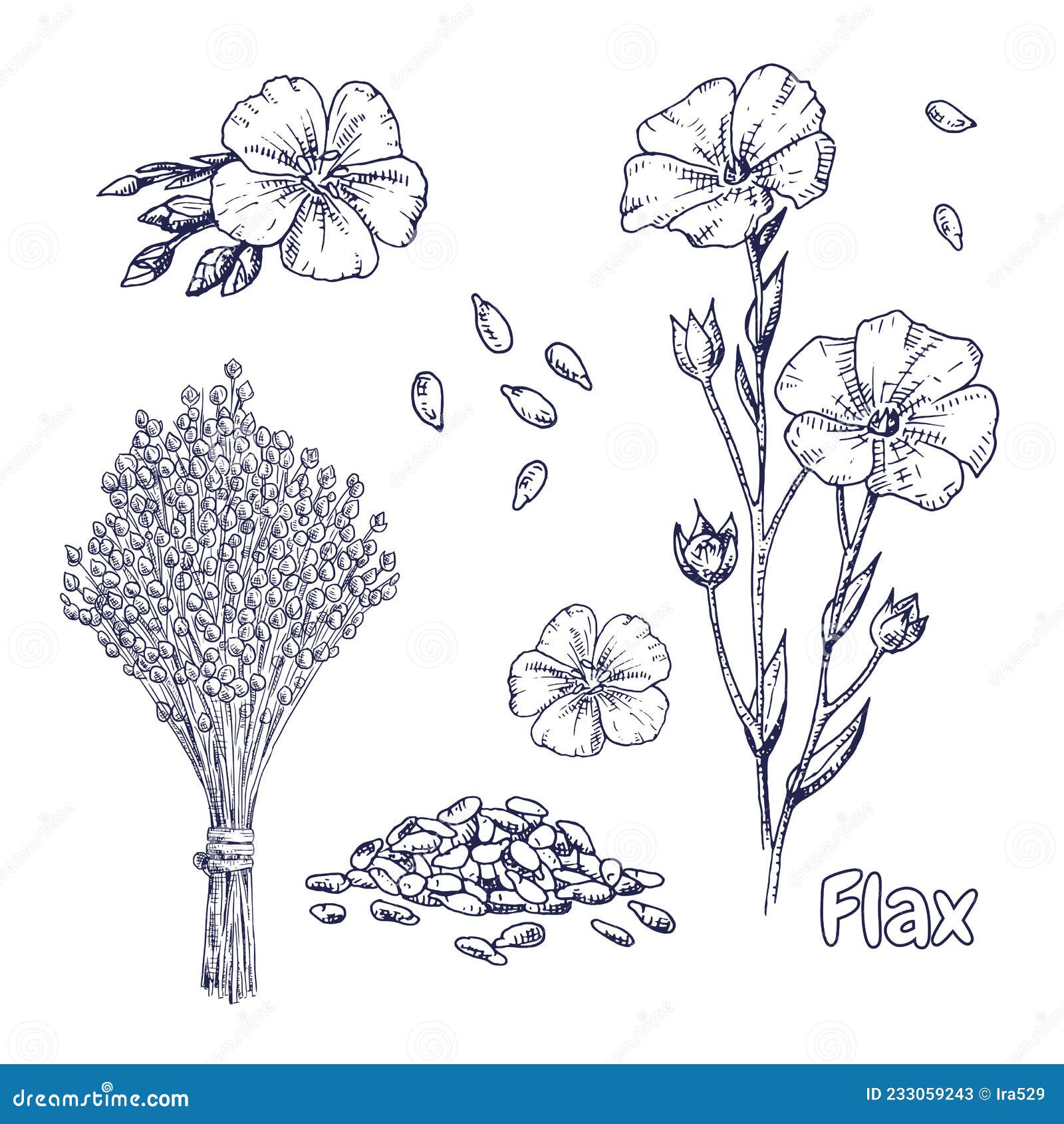 Hand Drawn Flax Plant, Flowers, Seeds and Dry Flax Seed in Sheaves ...