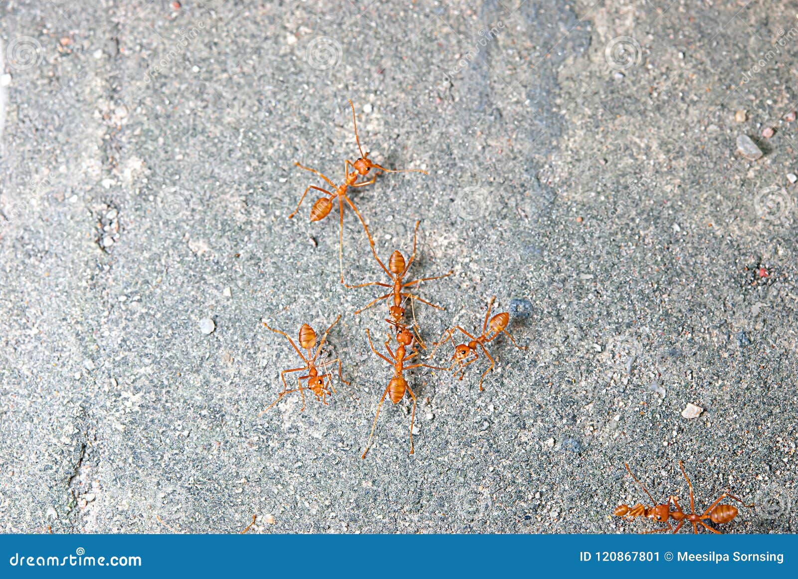 The Work of the Ant is Teamwork. Red Ants at Work. Stock Image - Image ...