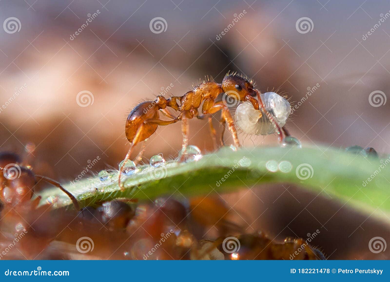 Work ants stock photo. Image of macro, pest, natural - 182221478