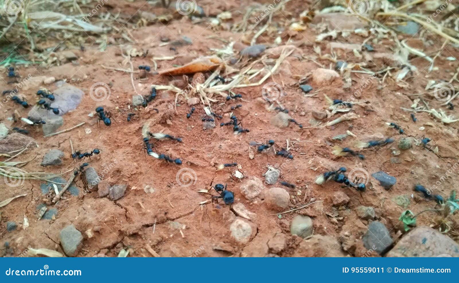 Work ants at work stock image. Image of brown, formiche - 95559011