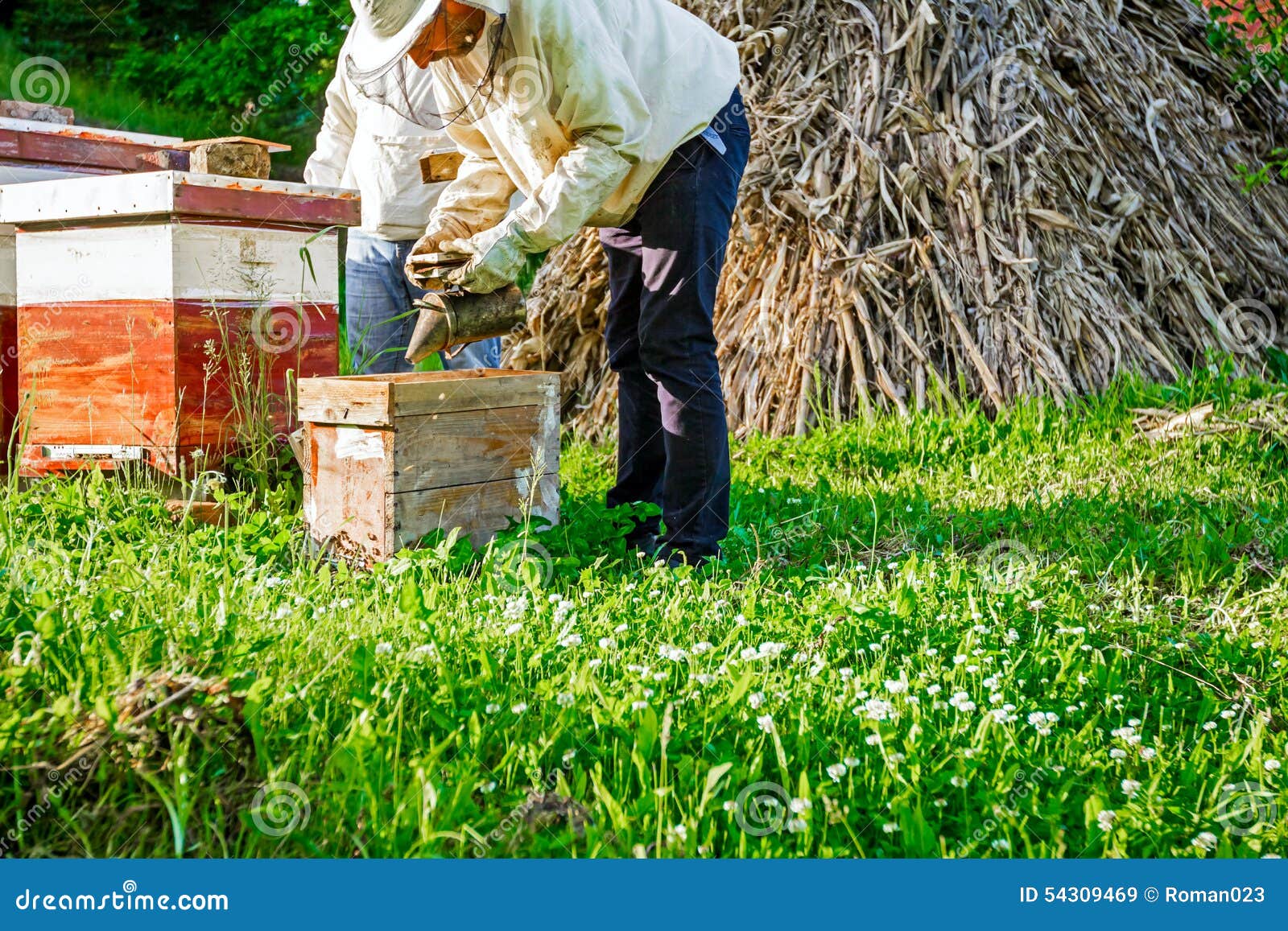 Work in apiary stock image. Image of insects, agility - 54309469