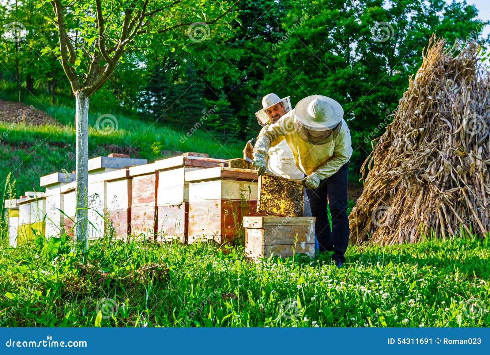 Work in apiary stock image. Image of insects, lens, beeswax - 54311691