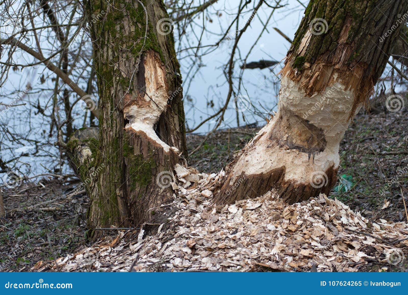 Work of a beaver stock image. Image of rodent, fallen - 107624265