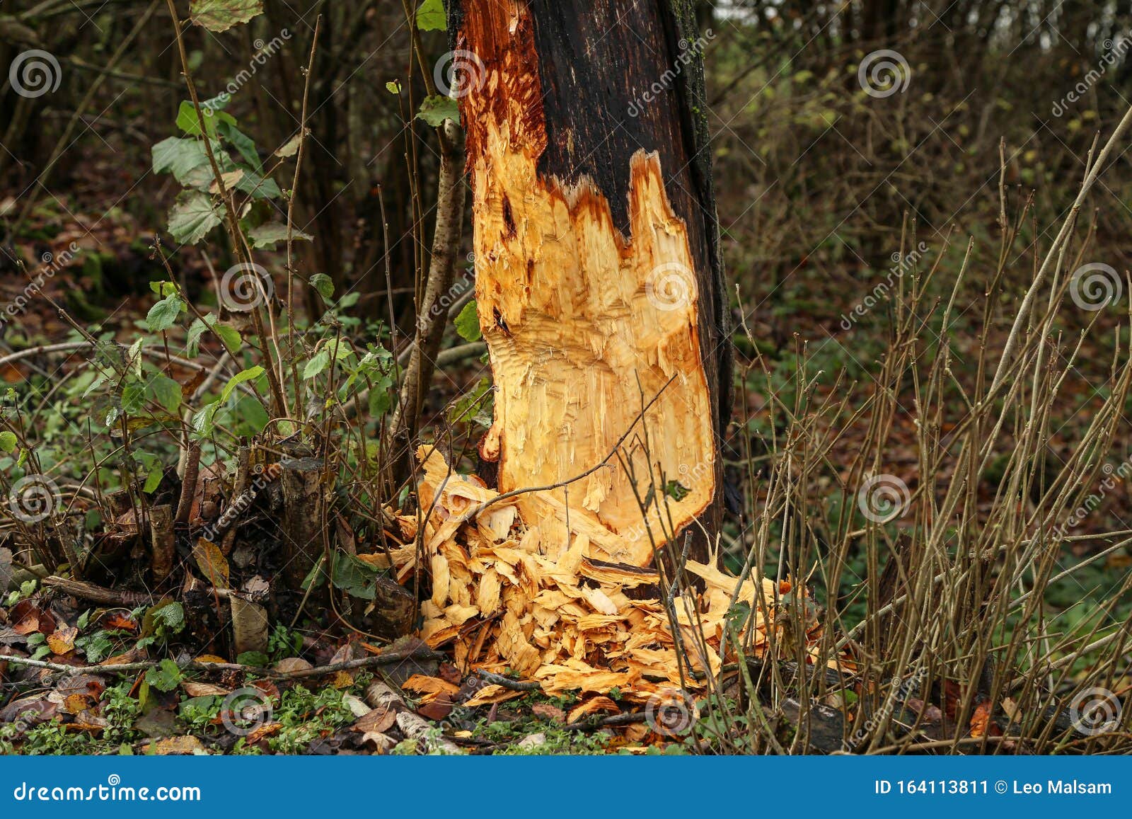 Work of a Beaver in Forest - a Tree is Gnawed Off Stock Image - Image ...