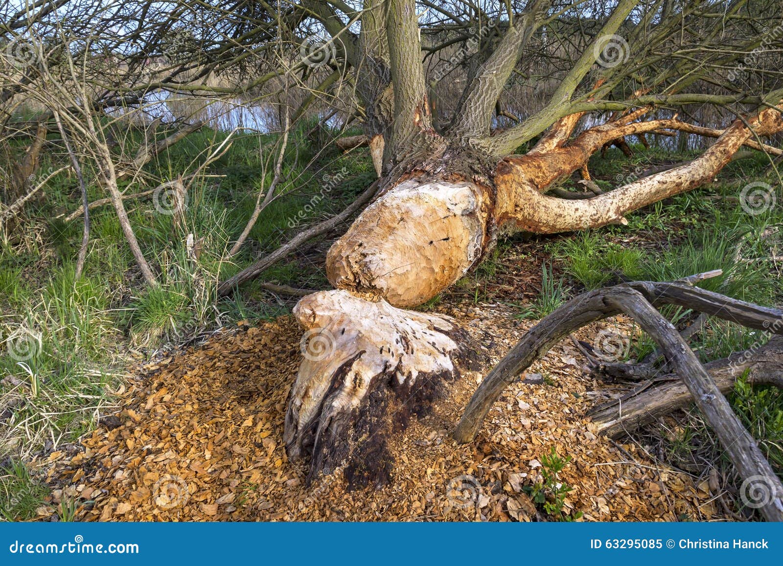 Work of a Beaver in Forest. Stock Image - Image of natural, chip: 63295085