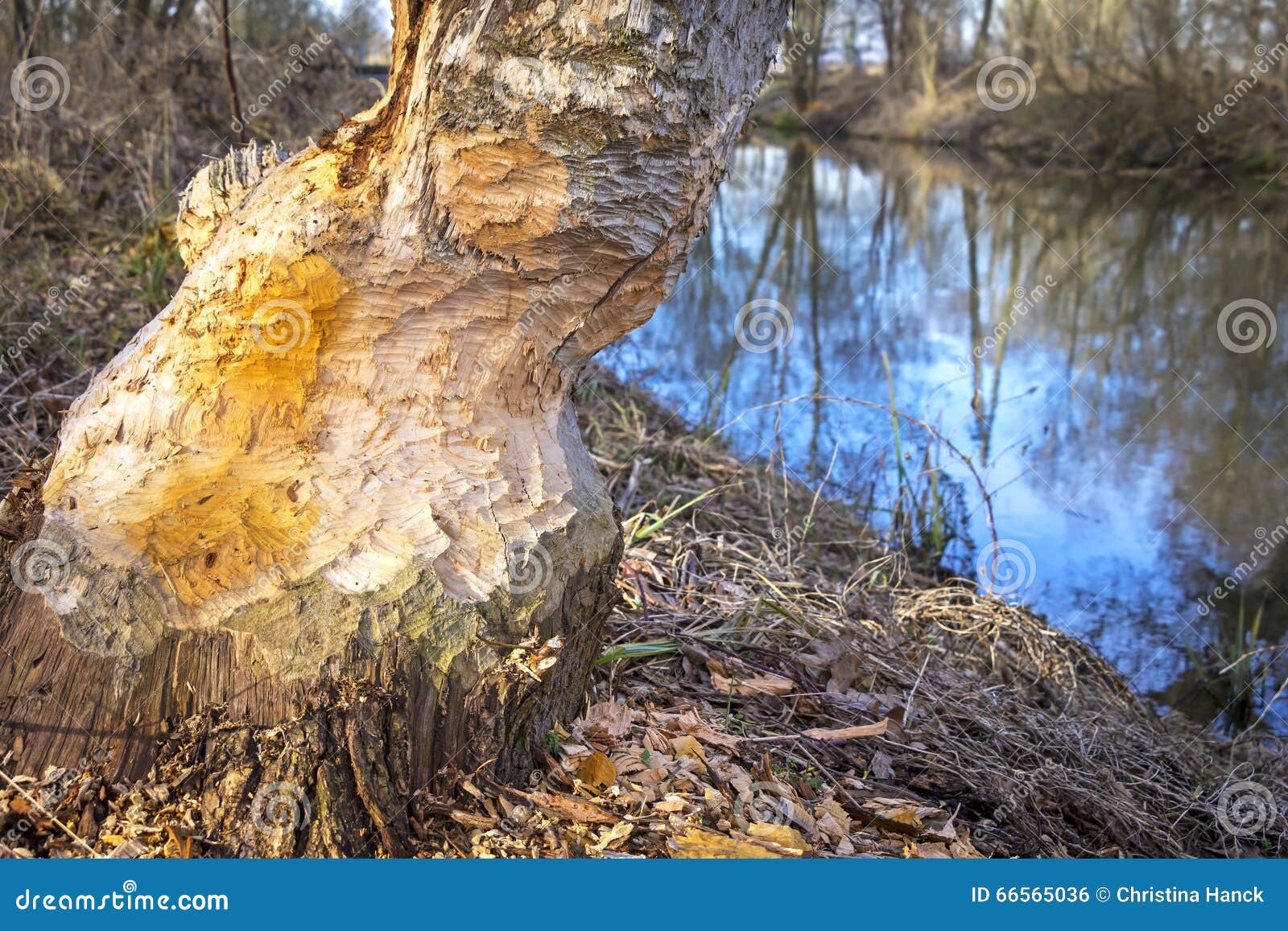 Work of a Beaver in Forest. Stock Photo - Image of selective, scenics ...