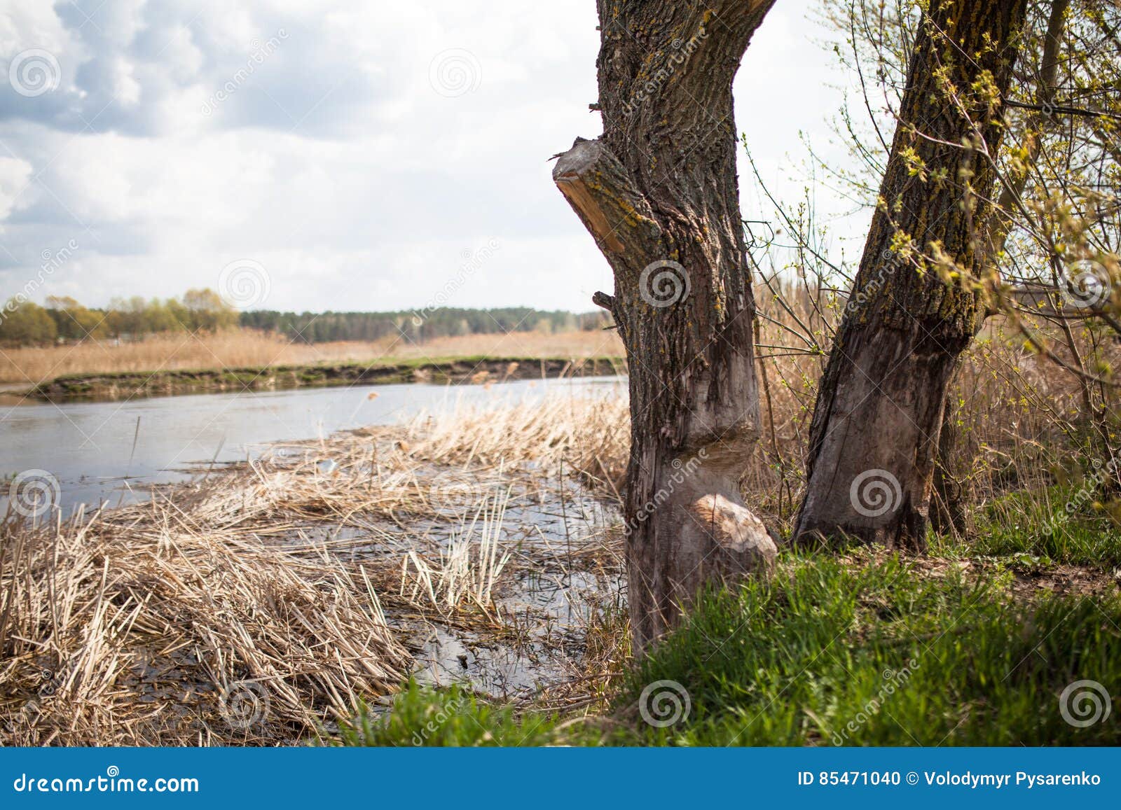 Work of a Beaver in Forest. a Tree is Gnawed Off Stock Photo - Image of ...