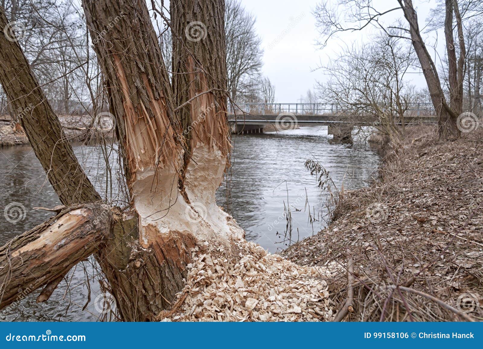 Work of a beaver in forest stock photo. Image of scene - 99158106
