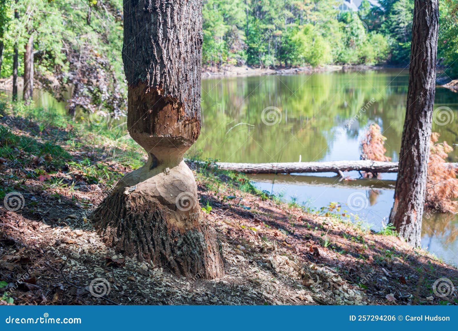 The Work of a Beaver on a Poplar Tree by the Lake Stock Photo - Image ...