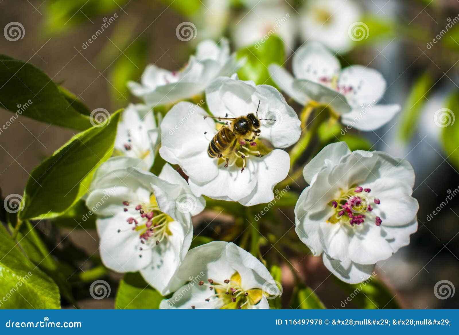 The Work of a Bee is Harvesting in the Form of Pollen and Making Honey ...