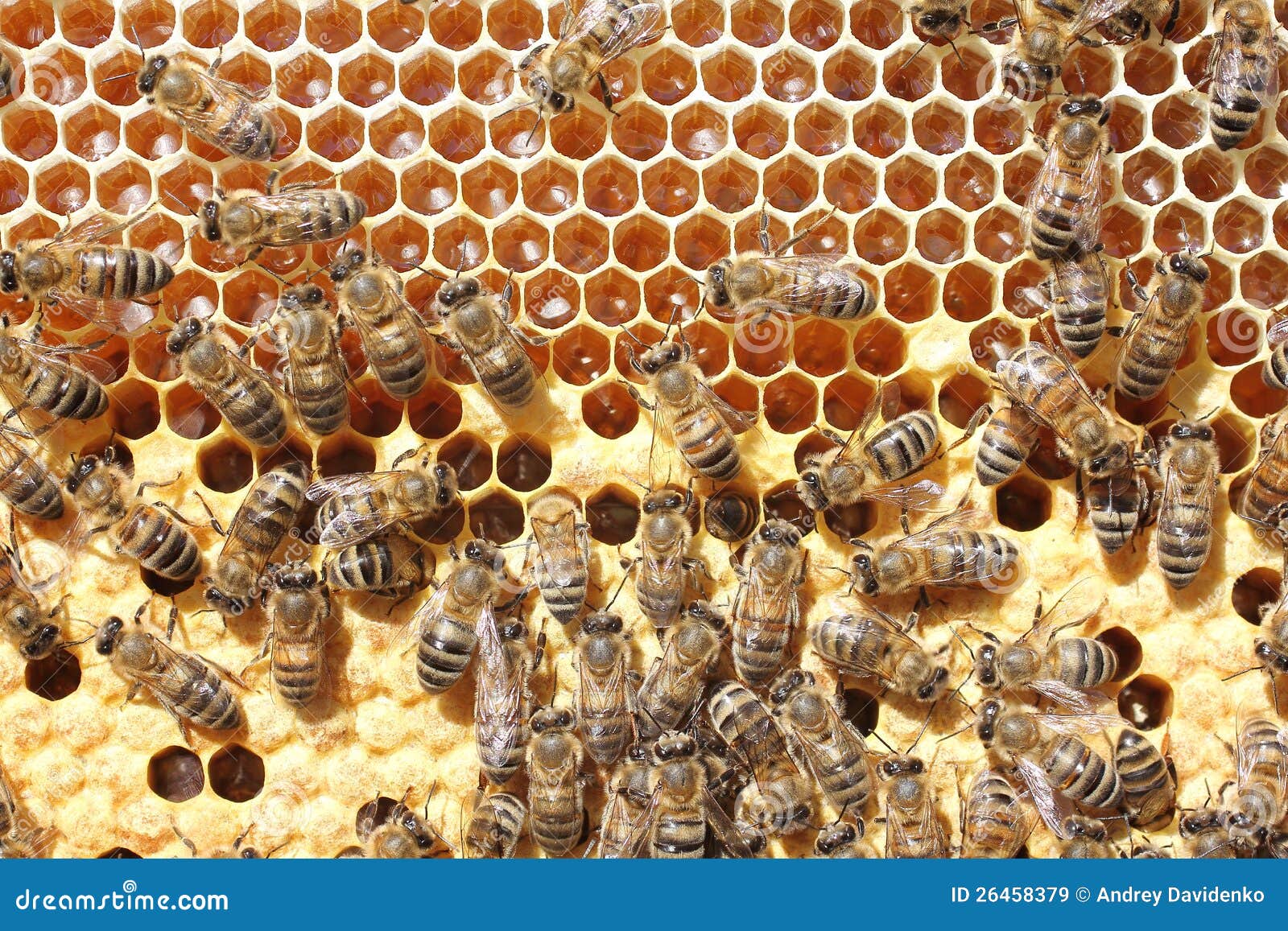 Work of the bees in hive stock image. Image of hive, feeding - 26458379