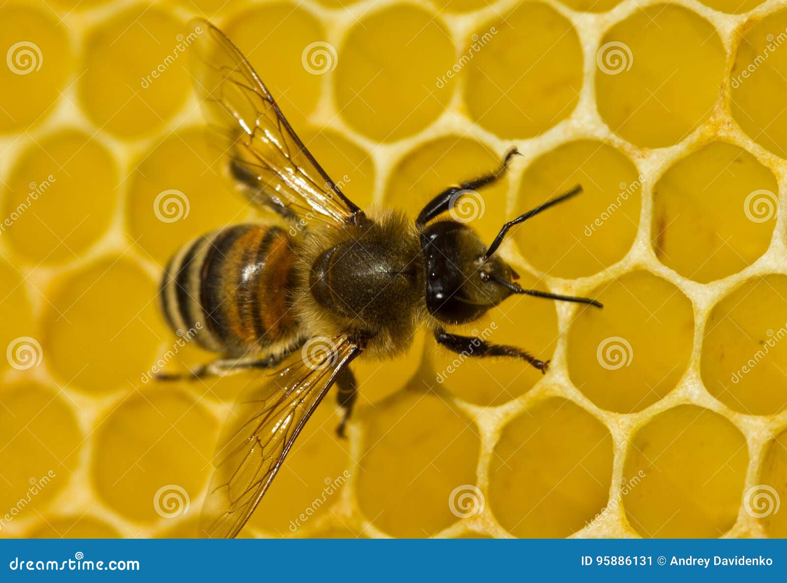 Work bees in hive stock image. Image of purity, work - 95886131