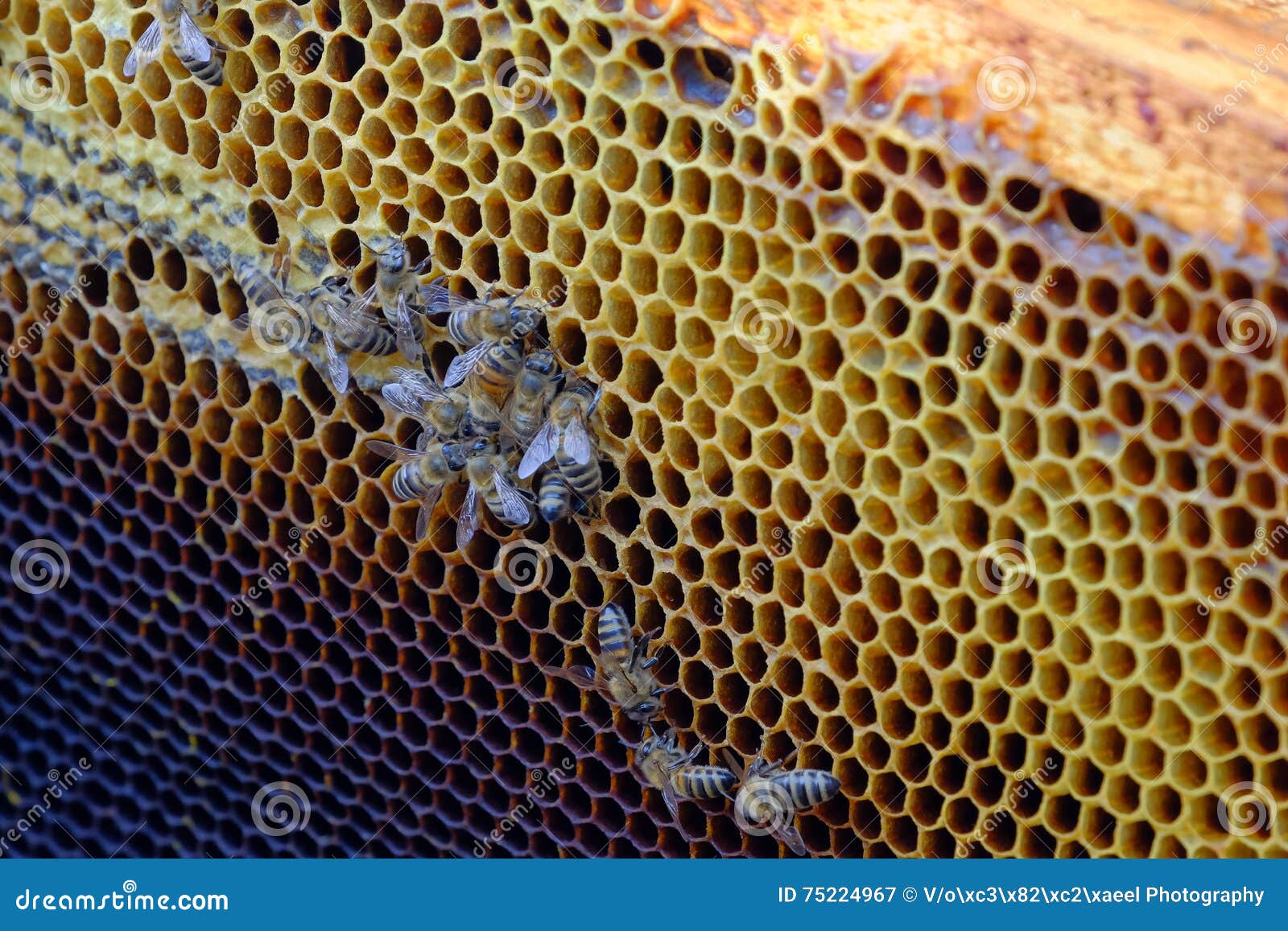 Work bees in hive stock image. Image of background, hexagon - 75224967