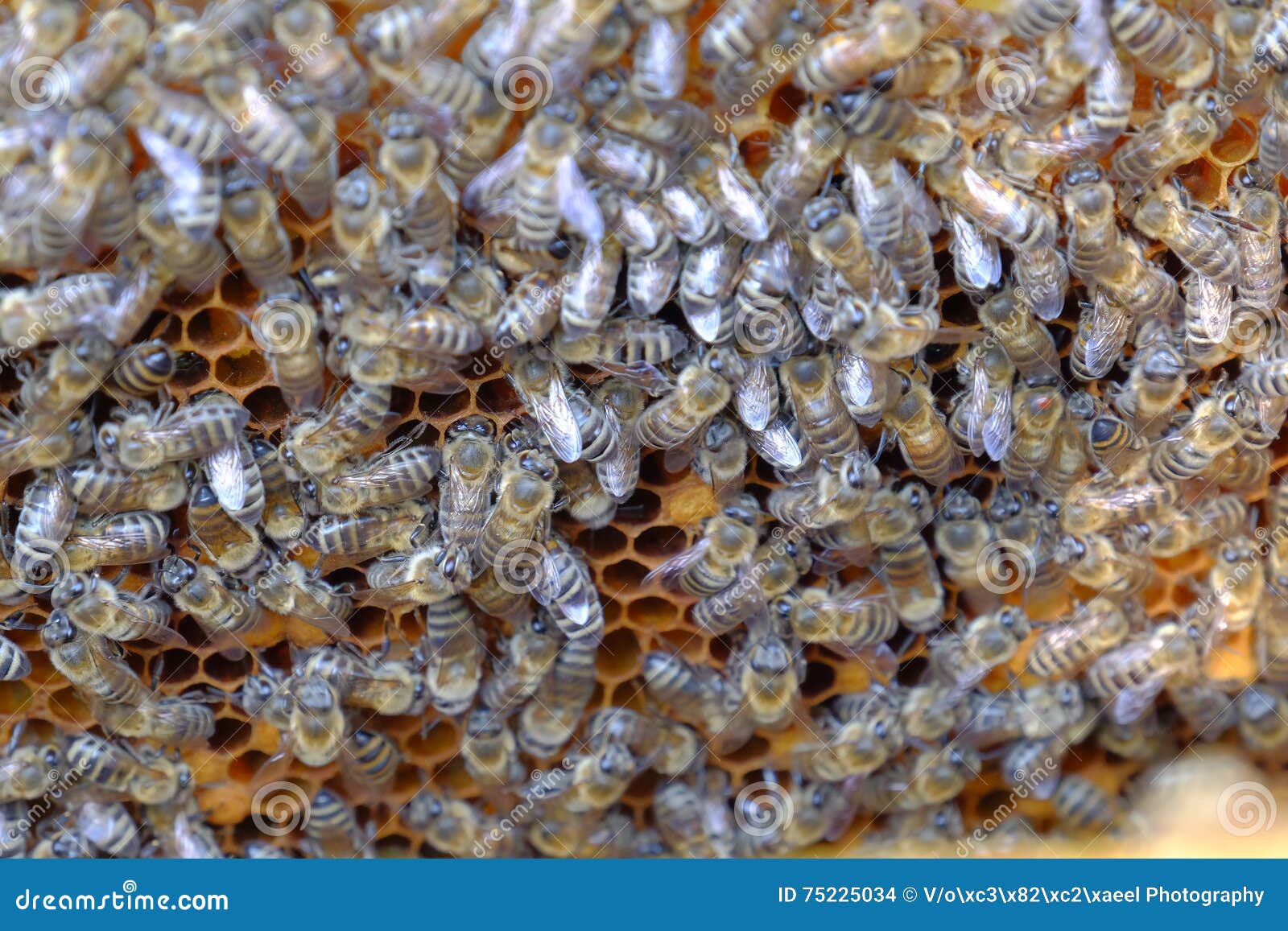 Work bees in hive stock photo. Image of natural, macro - 75225034