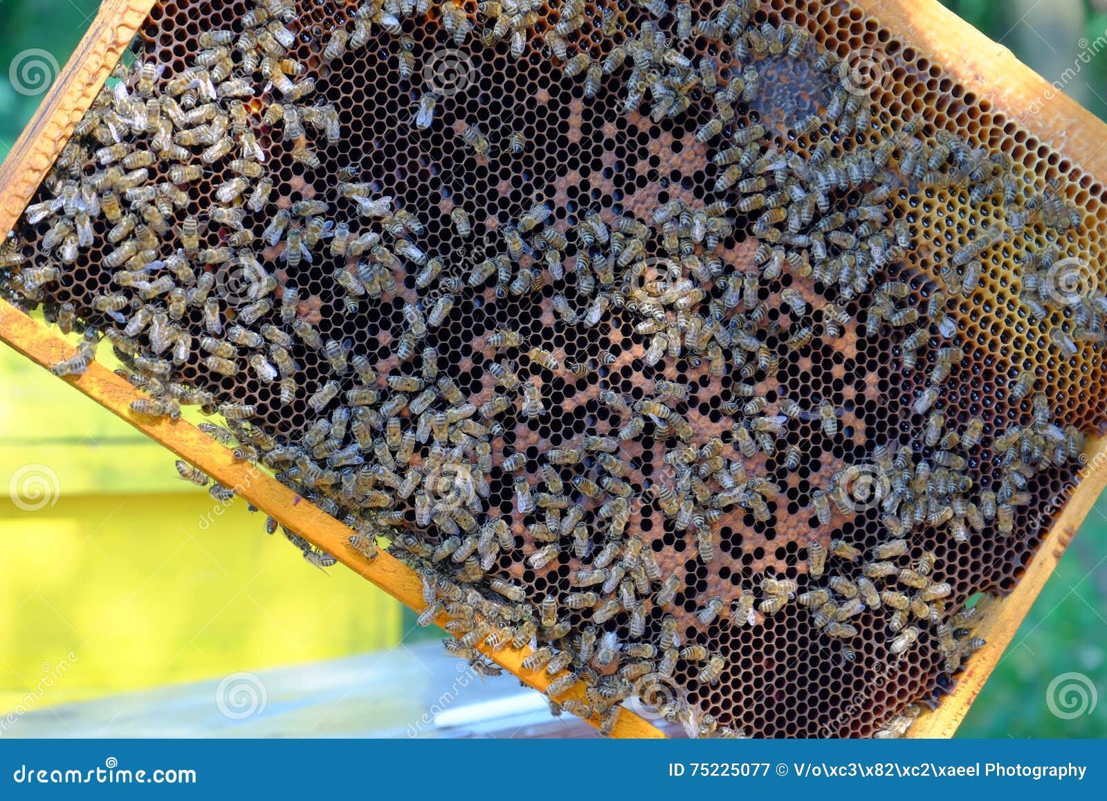 Work bees in hive stock image. Image of consume, brown - 75225077
