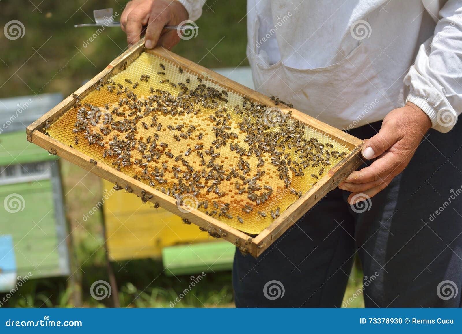 Work Bees In Hive Stock Photo | CartoonDealer.com #33377952