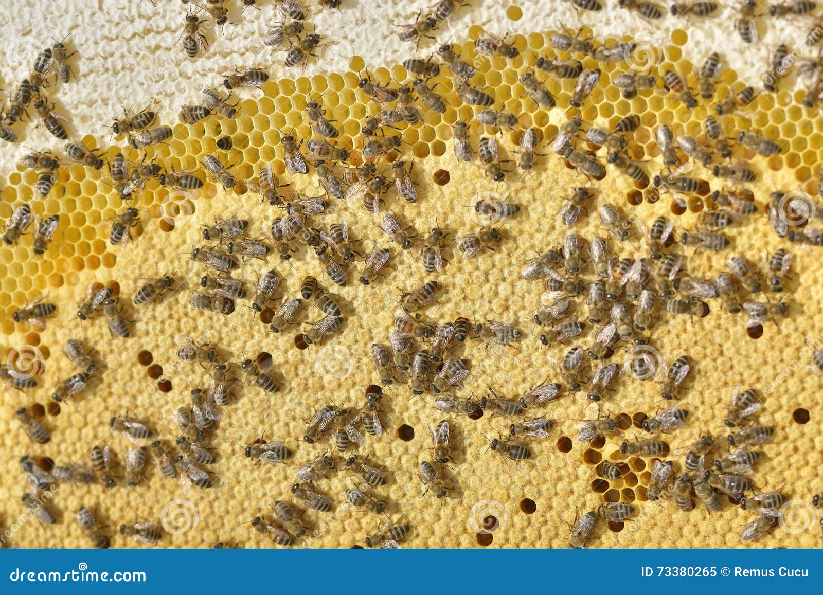 Work Bees In Hive Stock Photo | CartoonDealer.com #33377952