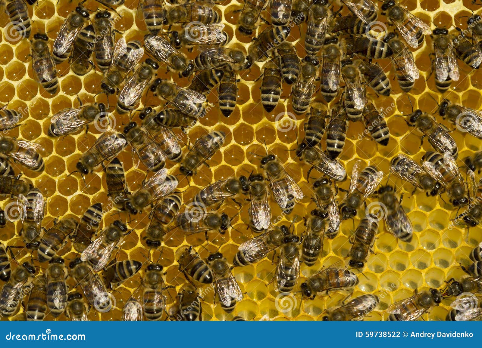 Work bees in hive stock photo. Image of food, community - 59738522