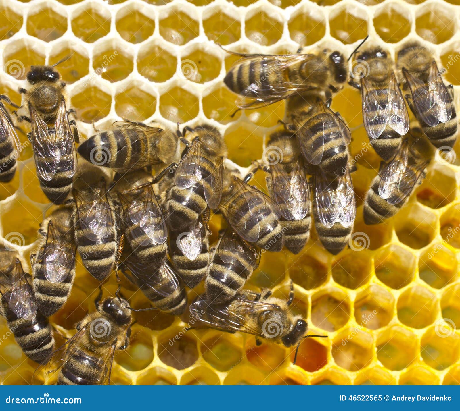 Work bees in hive stock image. Image of honey, macro - 46522565