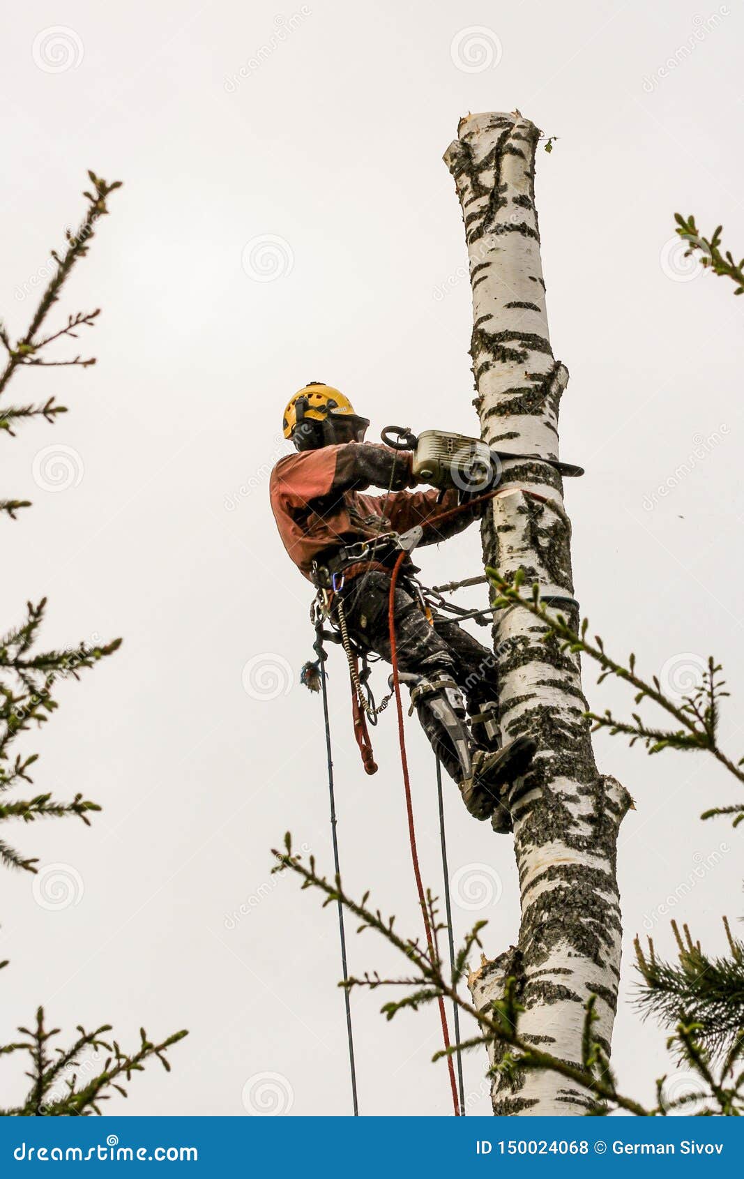 Work chainsaw on top editorial stock photo. Image of outdoors - 150024068