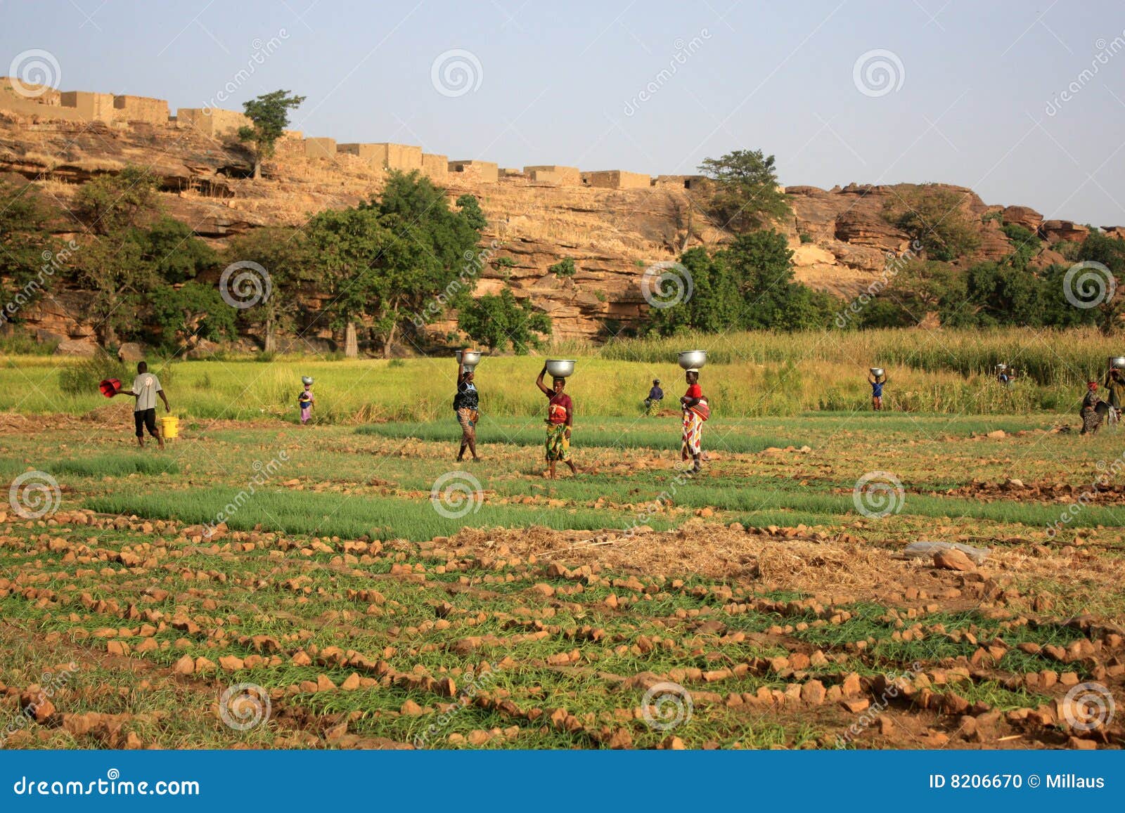 Work in the fields stock photo. Image of happiness, african - 8206670