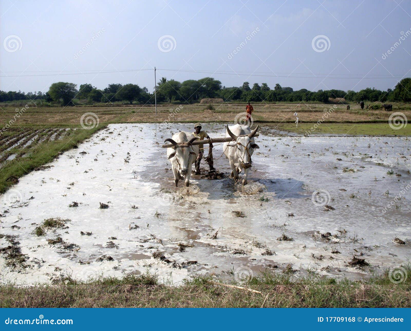 Work in the fields - India editorial stock photo. Image of plow - 17709168
