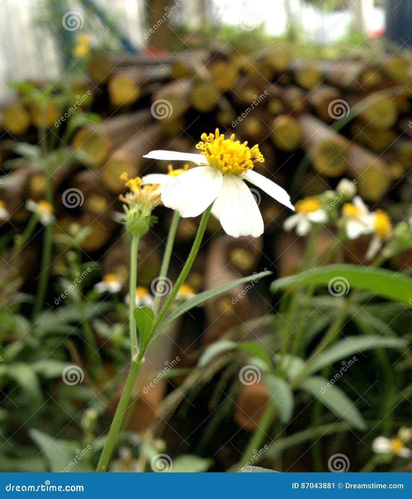 Work flower stock image. Image of work, lembut, flower - 87043881