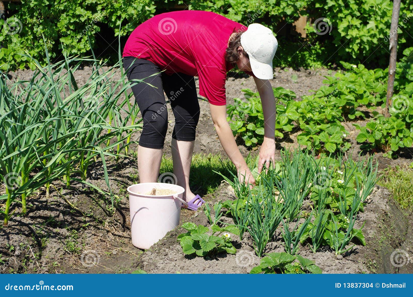 Work in the garden stock photo. Image of summer, grass - 13837304