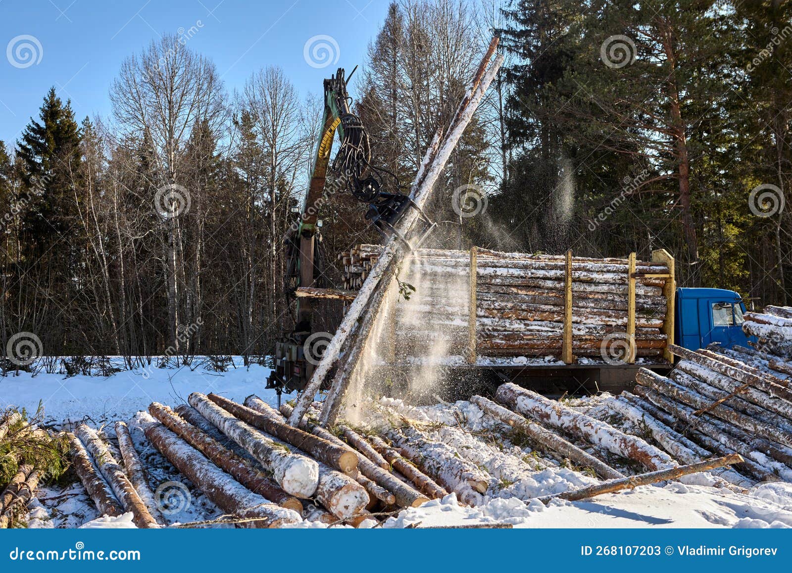 Work of Grapple Loader Crane on Timber Truck while Loading Pine Logs on ...