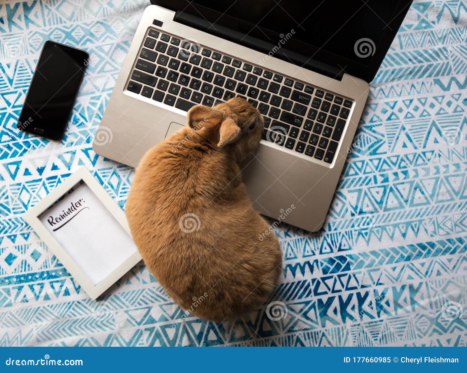 Work from Home Concept with Laptop and Rufus Rabbit and Reminder Framed ...