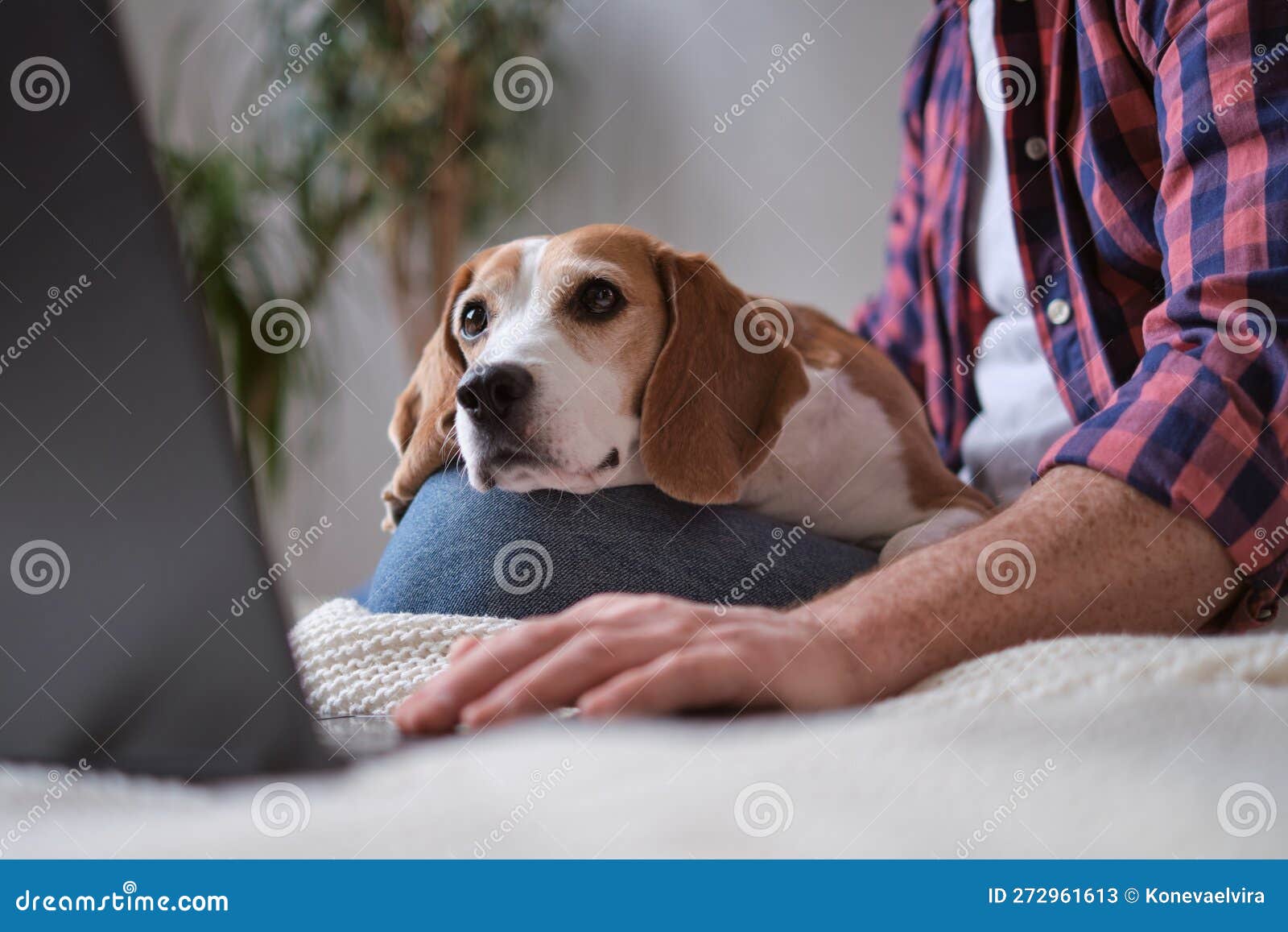 Work-from-home Essentials Concept. Laptop, Comfy Bed, and a Loyal ...