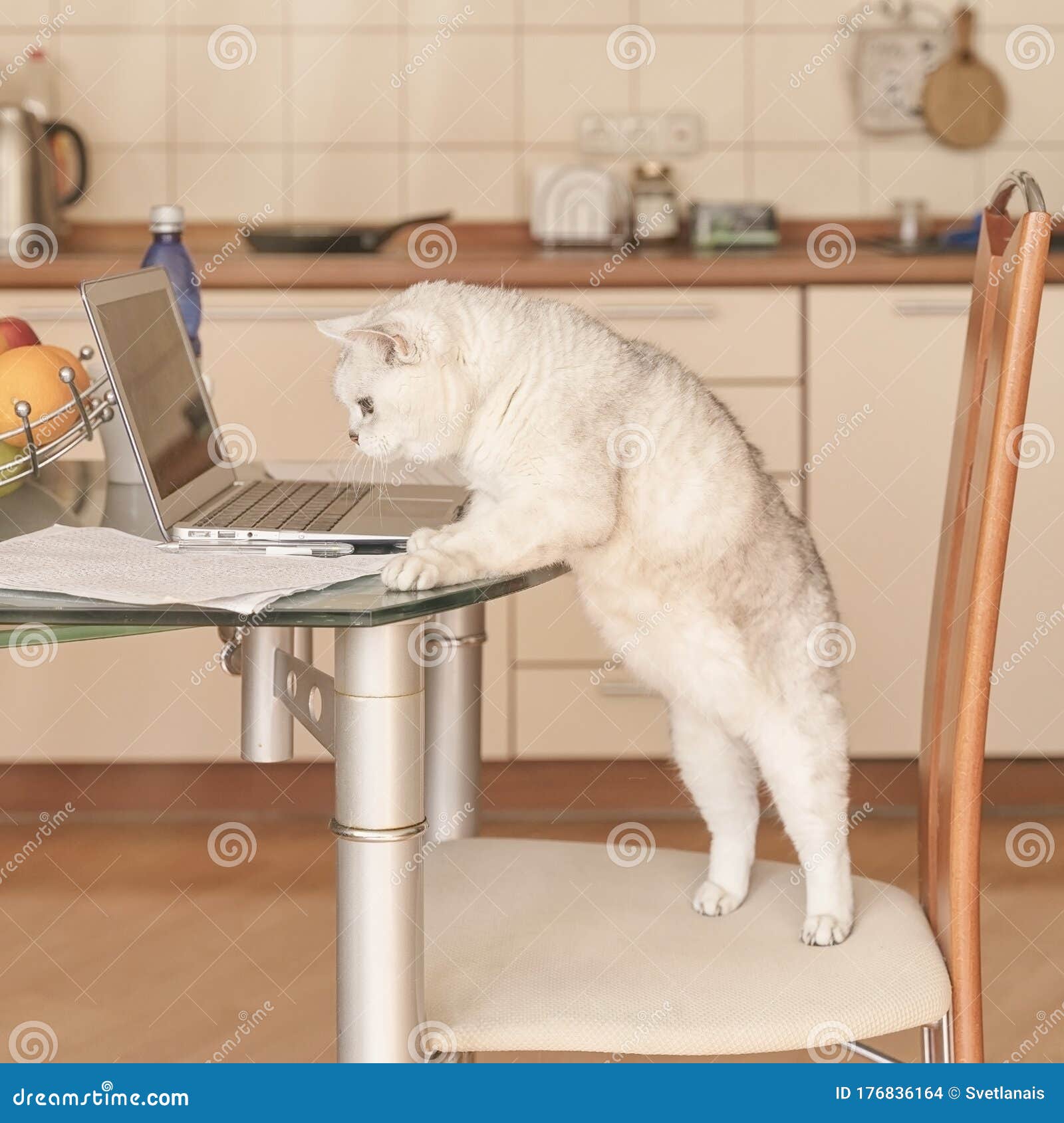 Work from Home, Intelligent Cat and Laptop in Kitchen Interior, Remote ...