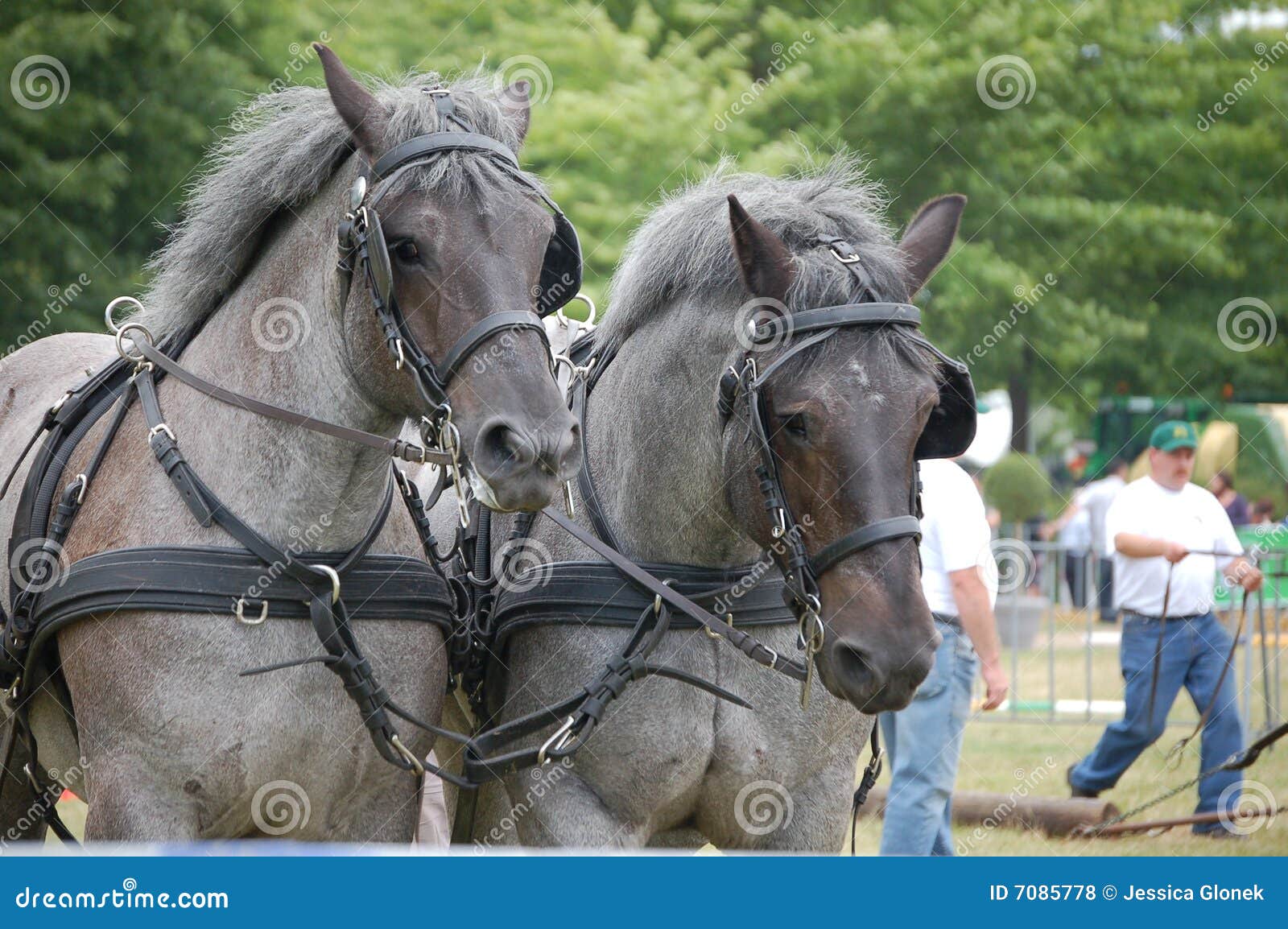 Work horses stock photo. Image of chariot, gray, couple - 7085778