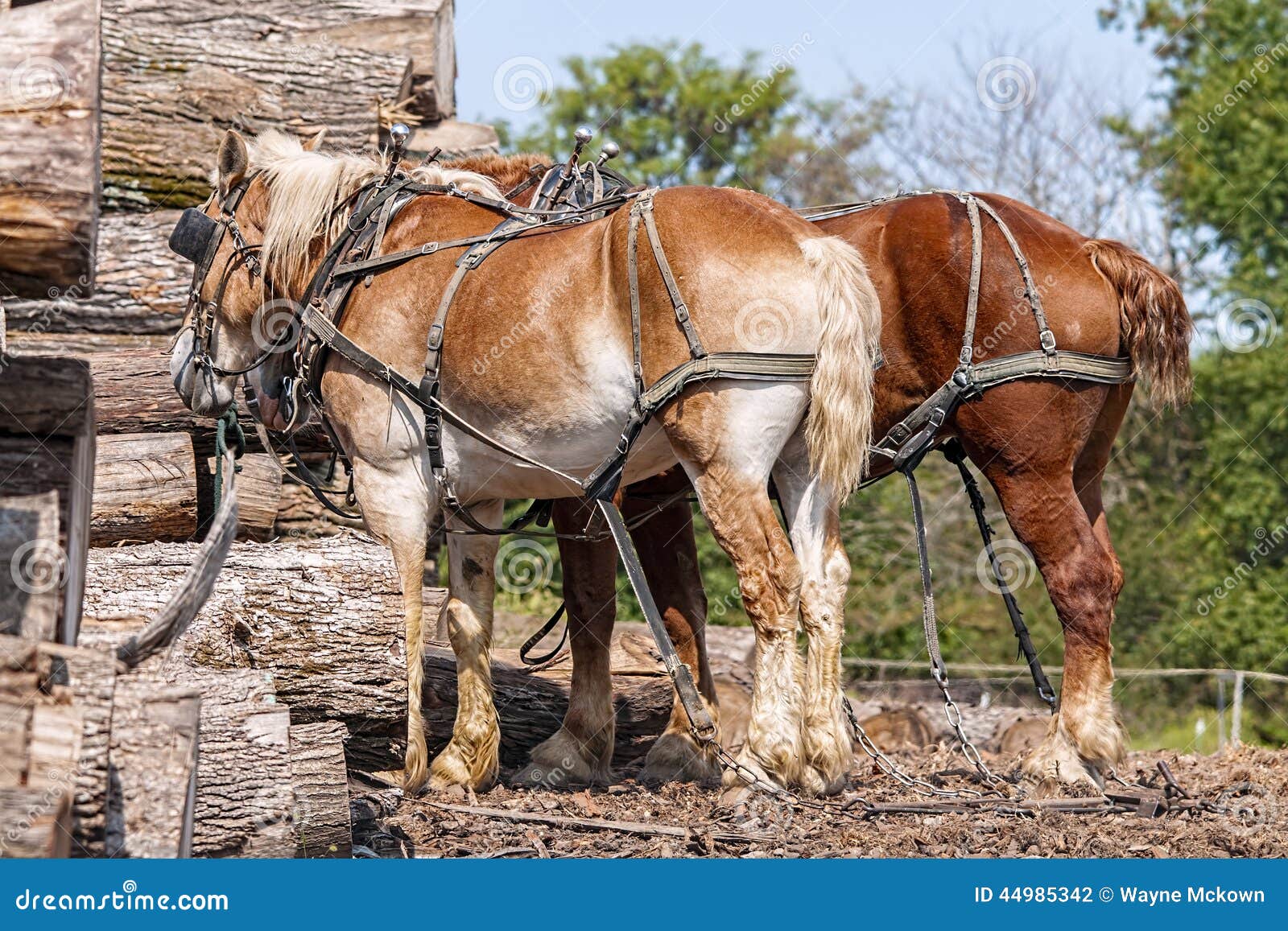 Work horses stock photo. Image of equestrian, hoof, farm - 44985342
