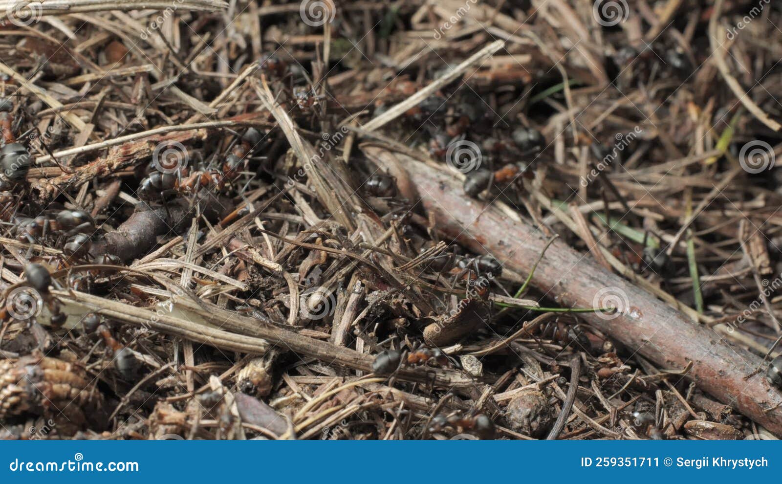 The Work and Life of Ants in an Anthill Stock Video - Video of ...