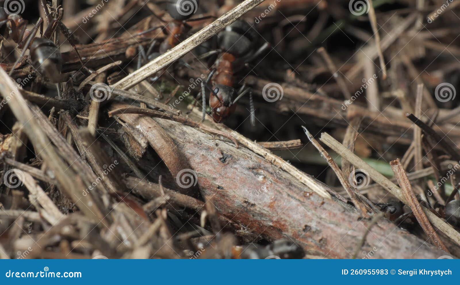 The Work and Life of Ants in an Anthill Stock Video - Video of ...