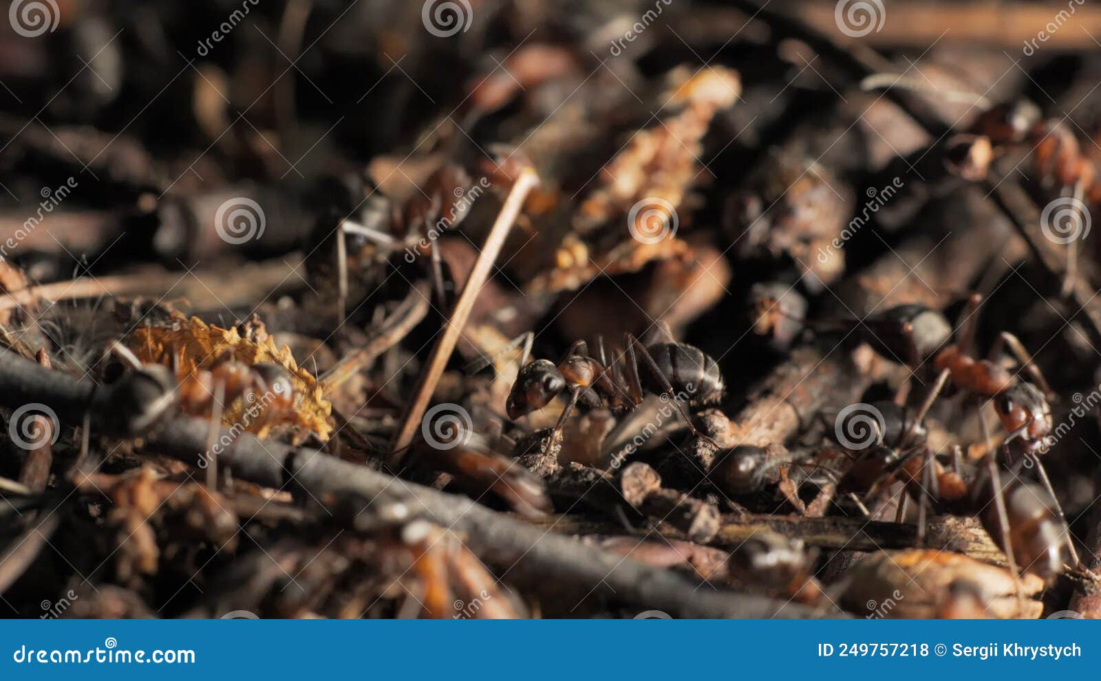 The Work and Life of Ants in an Anthill Stock Footage - Video of ...