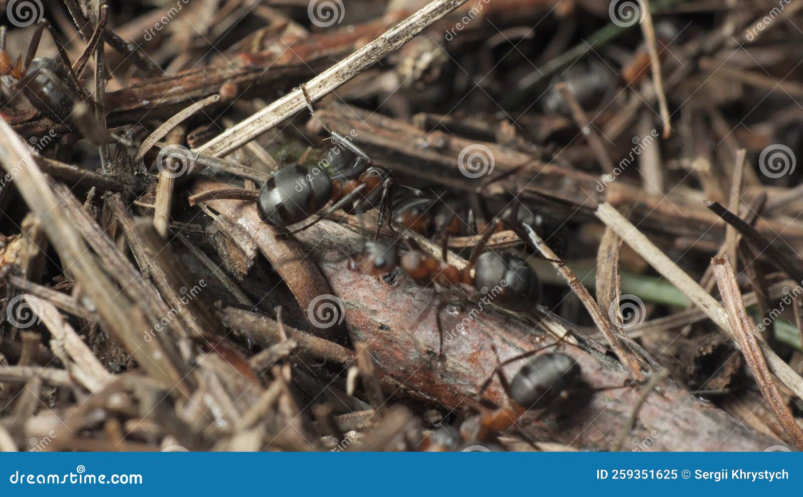 The Work and Life of Ants in an Anthill Stock Video - Video of ...