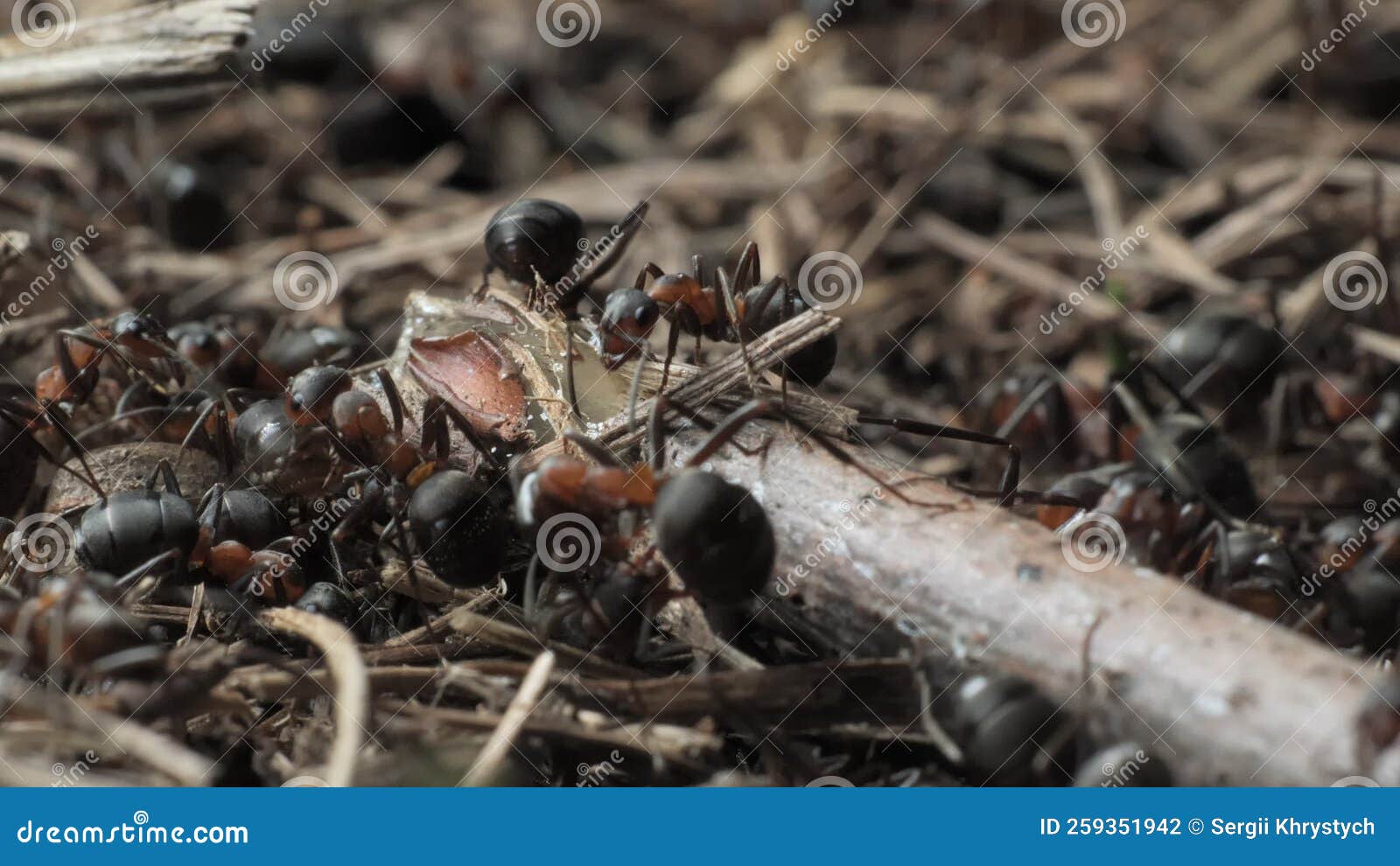 The Work and Life of Ants in an Anthill Stock Footage - Video of ...