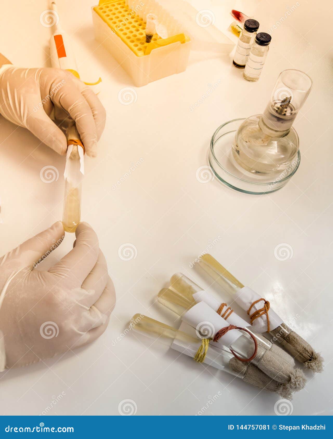 Work in Microbiological Laboratory. Hands in Gloves Stock Image - Image ...
