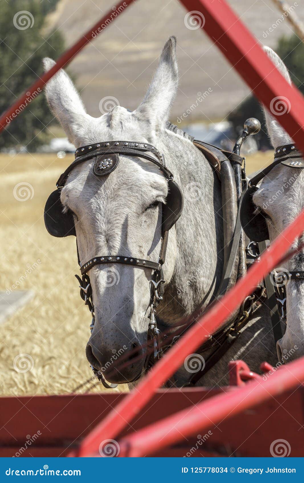 Mules Harnessed For Work. Royalty-Free Stock Photo | CartoonDealer.com ...