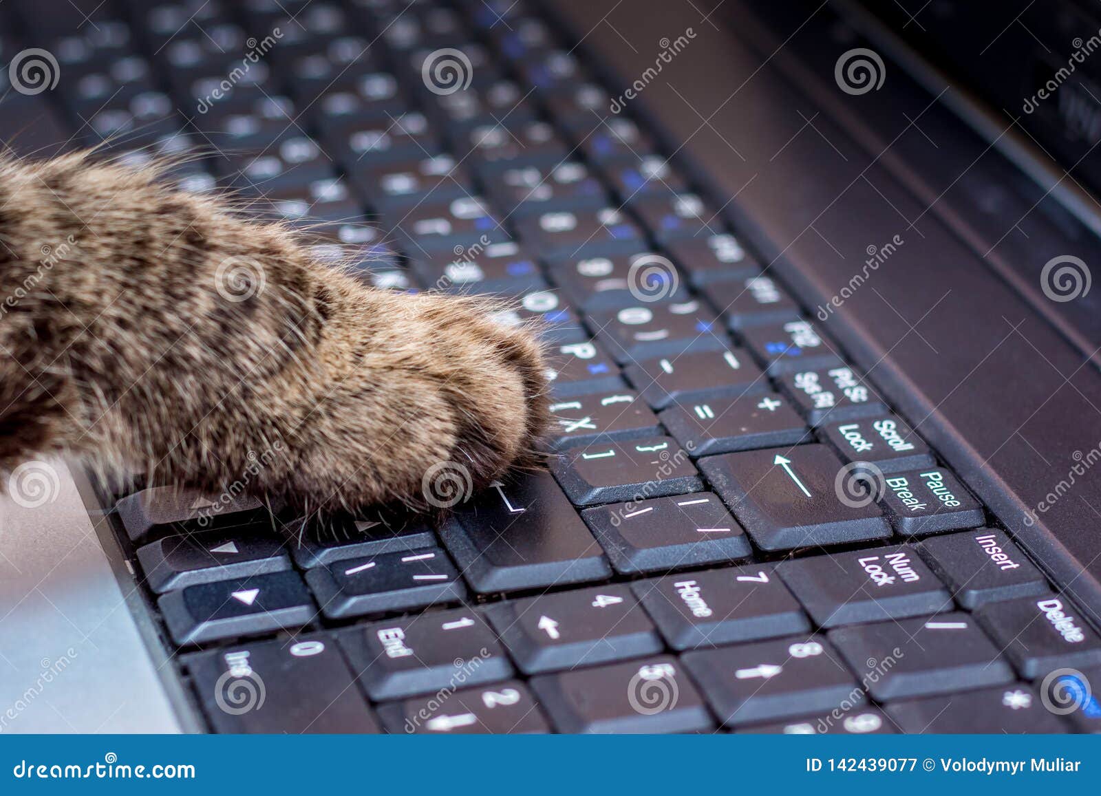 Work in the Office at the Computer. the Cat Presses Paw the Button of ...