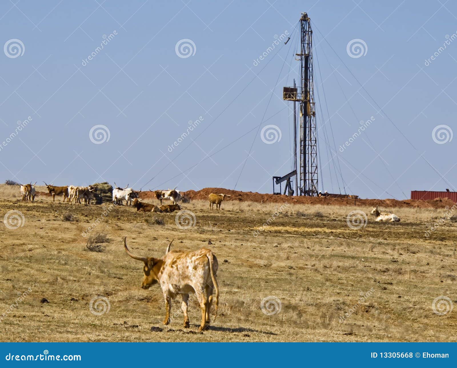 Work Over Rig and Longhorn Cattle Stock Photo - Image of landscape ...