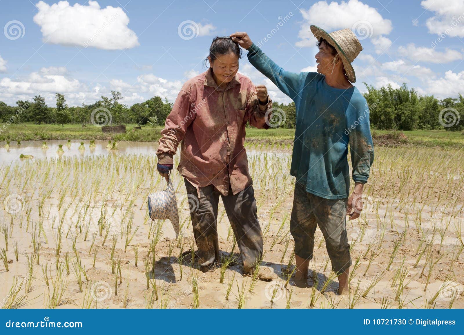 Work on the Paddy Field, Asia Stock Photo - Image of rice, thailand ...
