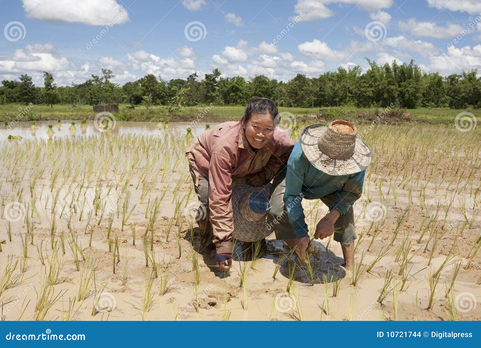 Work on the Paddy Field, Asia Stock Photo - Image of work, asian: 10721744